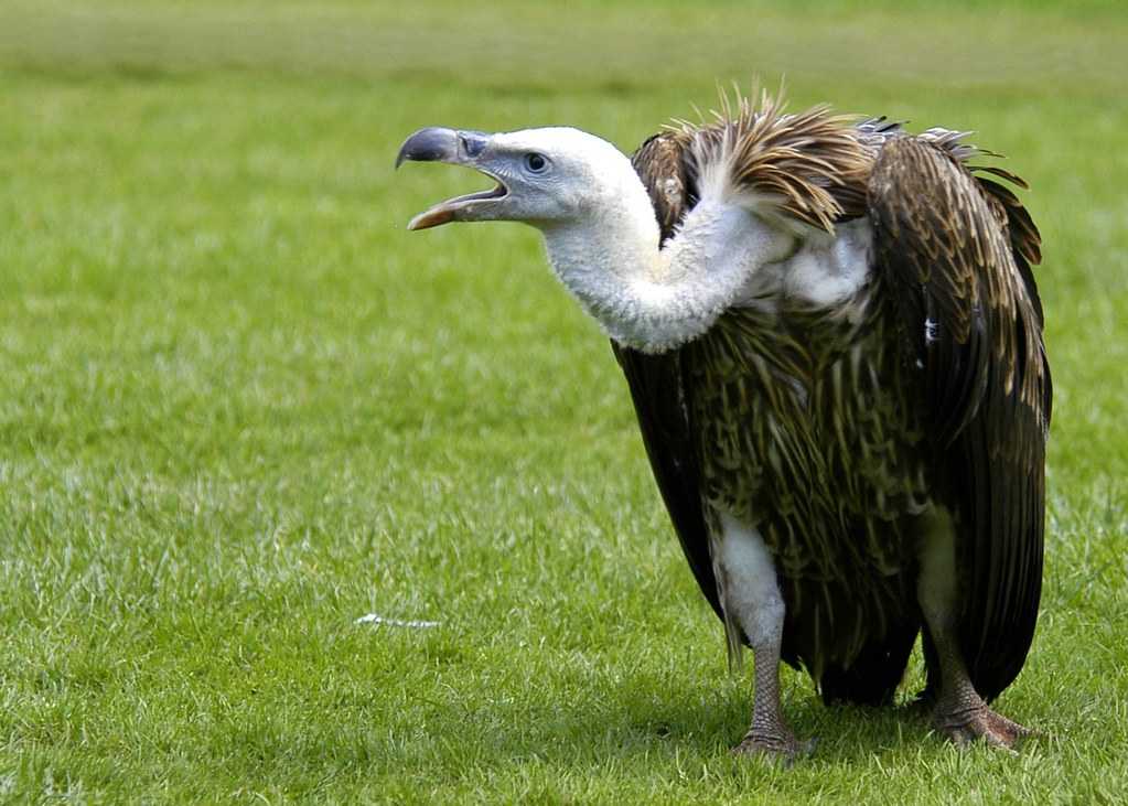 Difference Between Eagle And Vulture? Know About Eagle vs Vulture